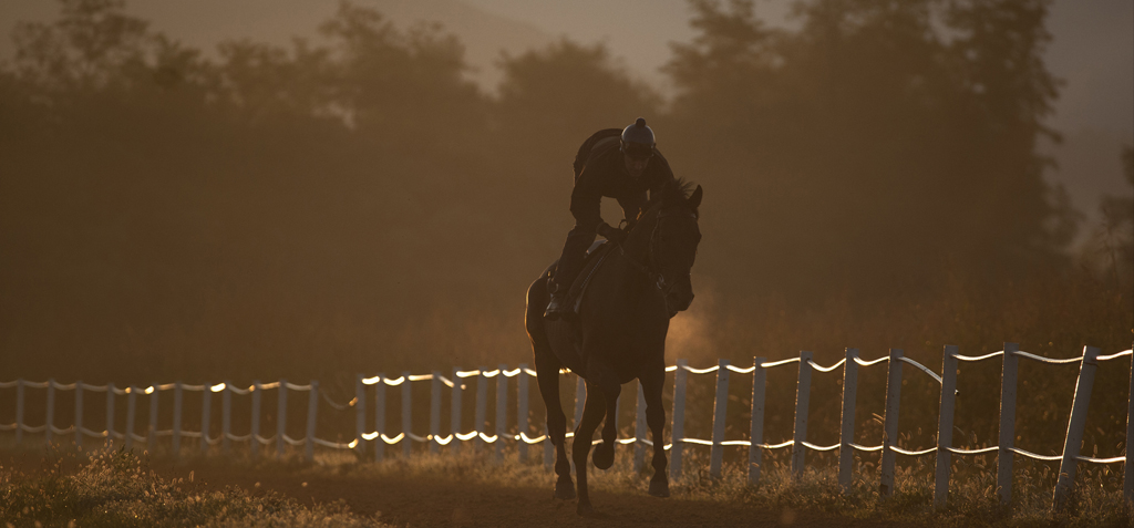 Racehorse training monitoring - Equine Technology - ARIONEO