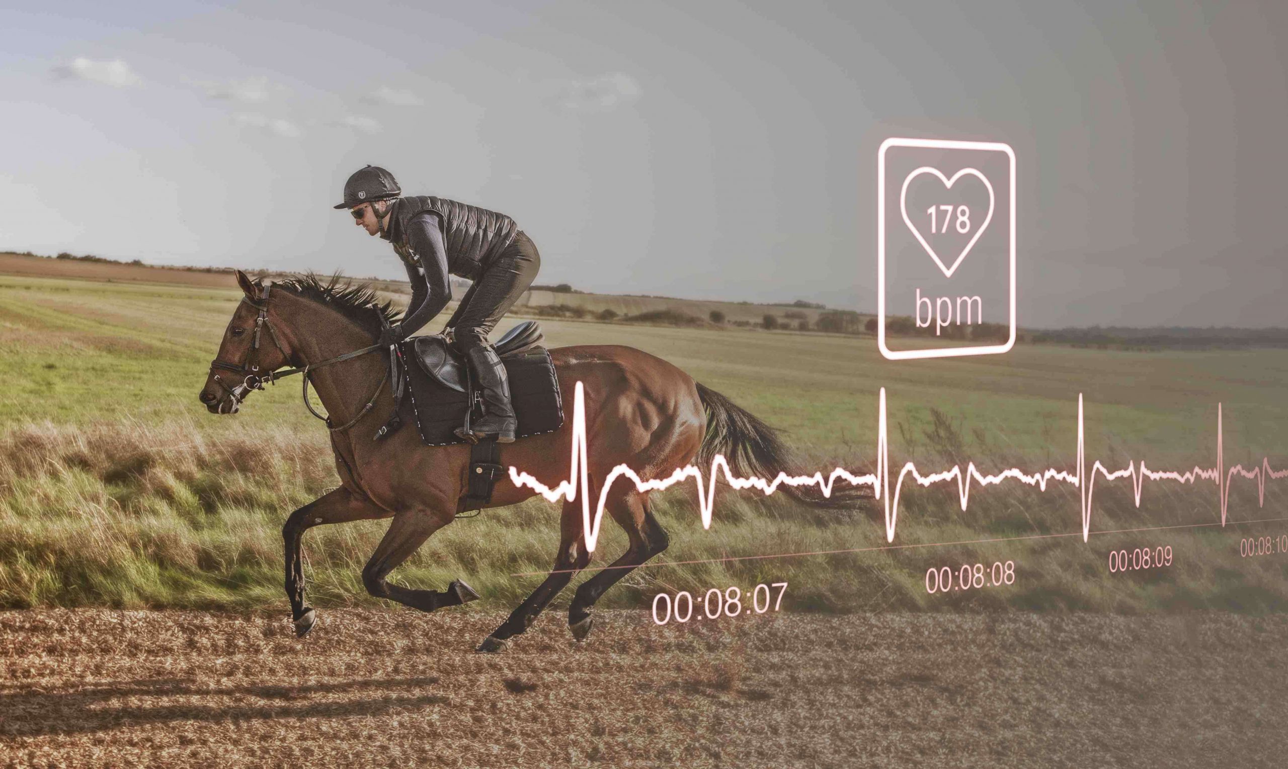 The Racehorse's heart rate: a brief introduction