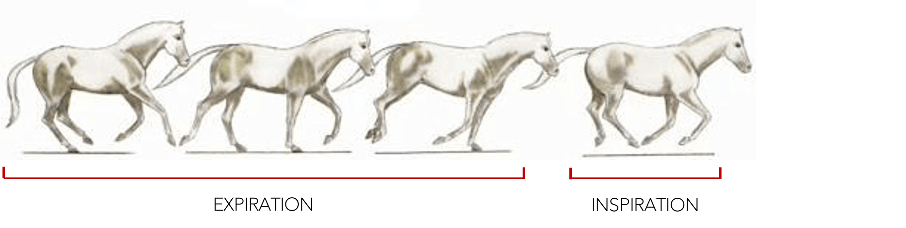Specific locomotion characteristics of the racehorse