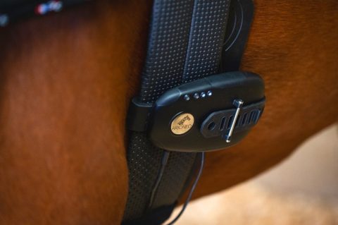 Racehorse heart rate monitor | Equimetre Flat & Harness - Arioneo