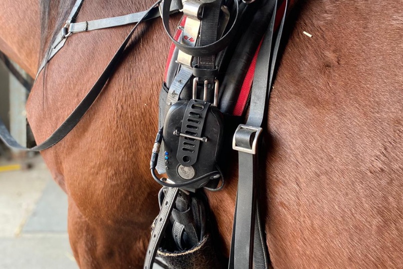 Racehorse heart rate monitor | Equimetre Flat & Harness - Arioneo