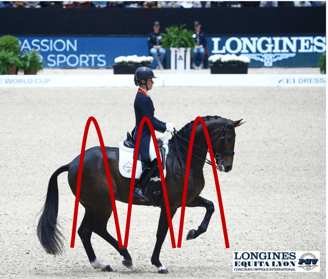 Spécificités locomotrices du cheval de course