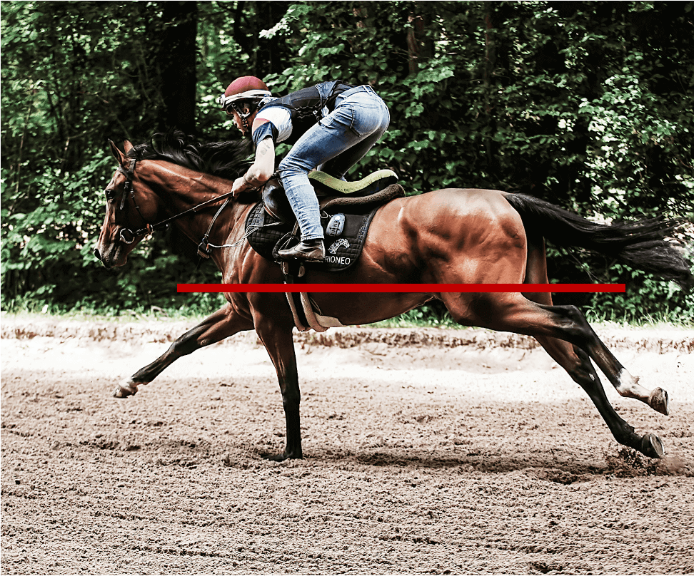 Specific locomotion characteristics of the racehorse
