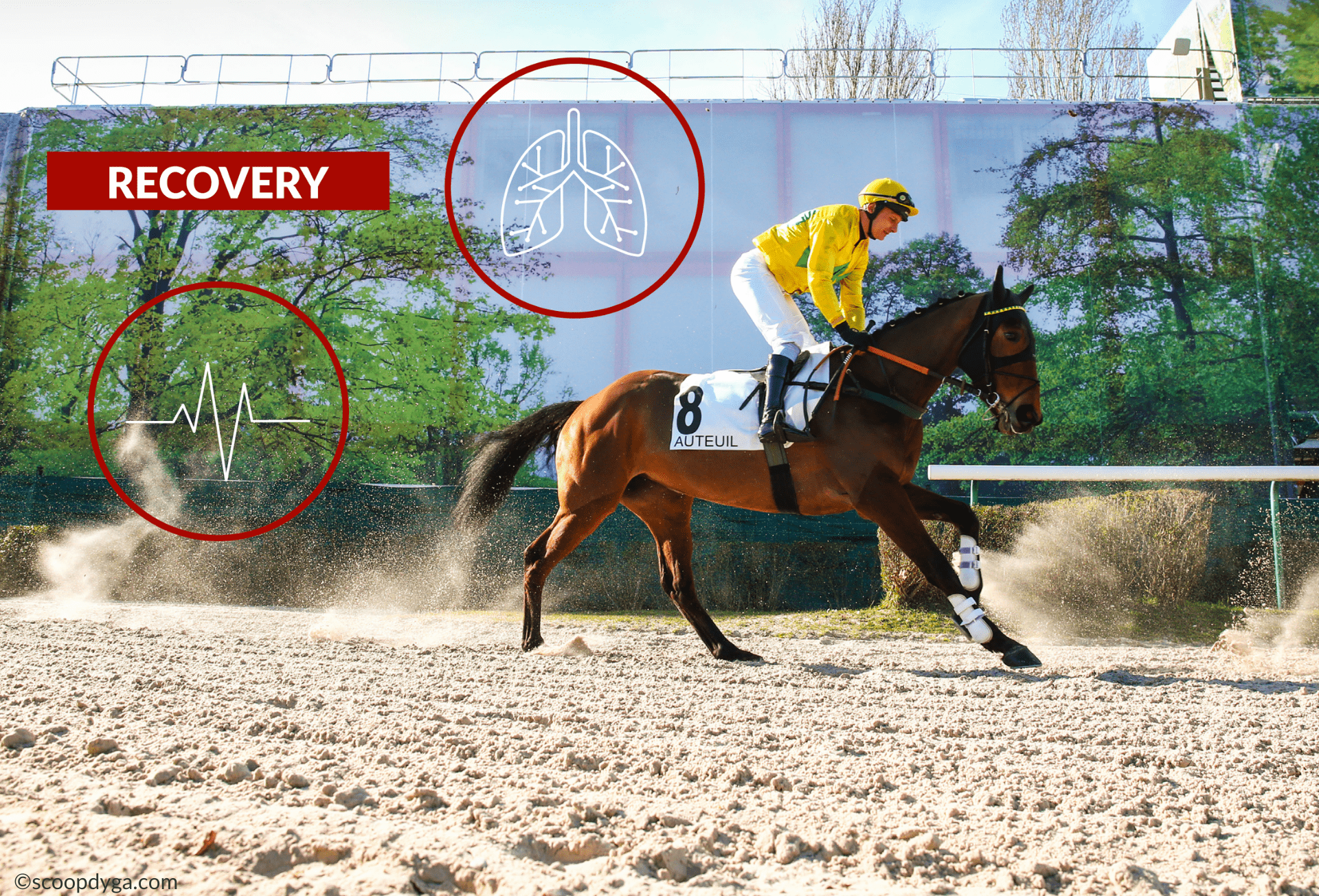 Young racehorses' recovery