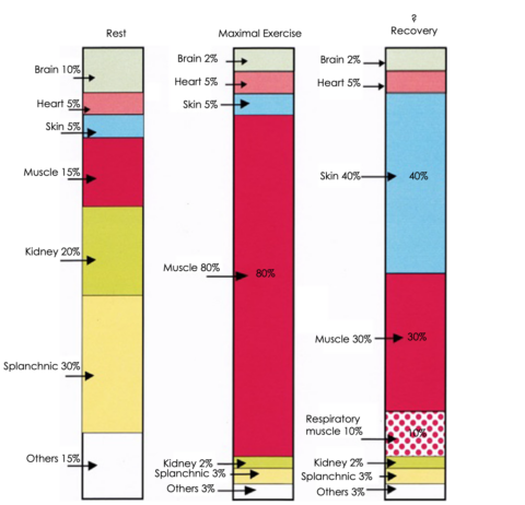 Thermoregulation in horses: how do they regulate their body heat?
