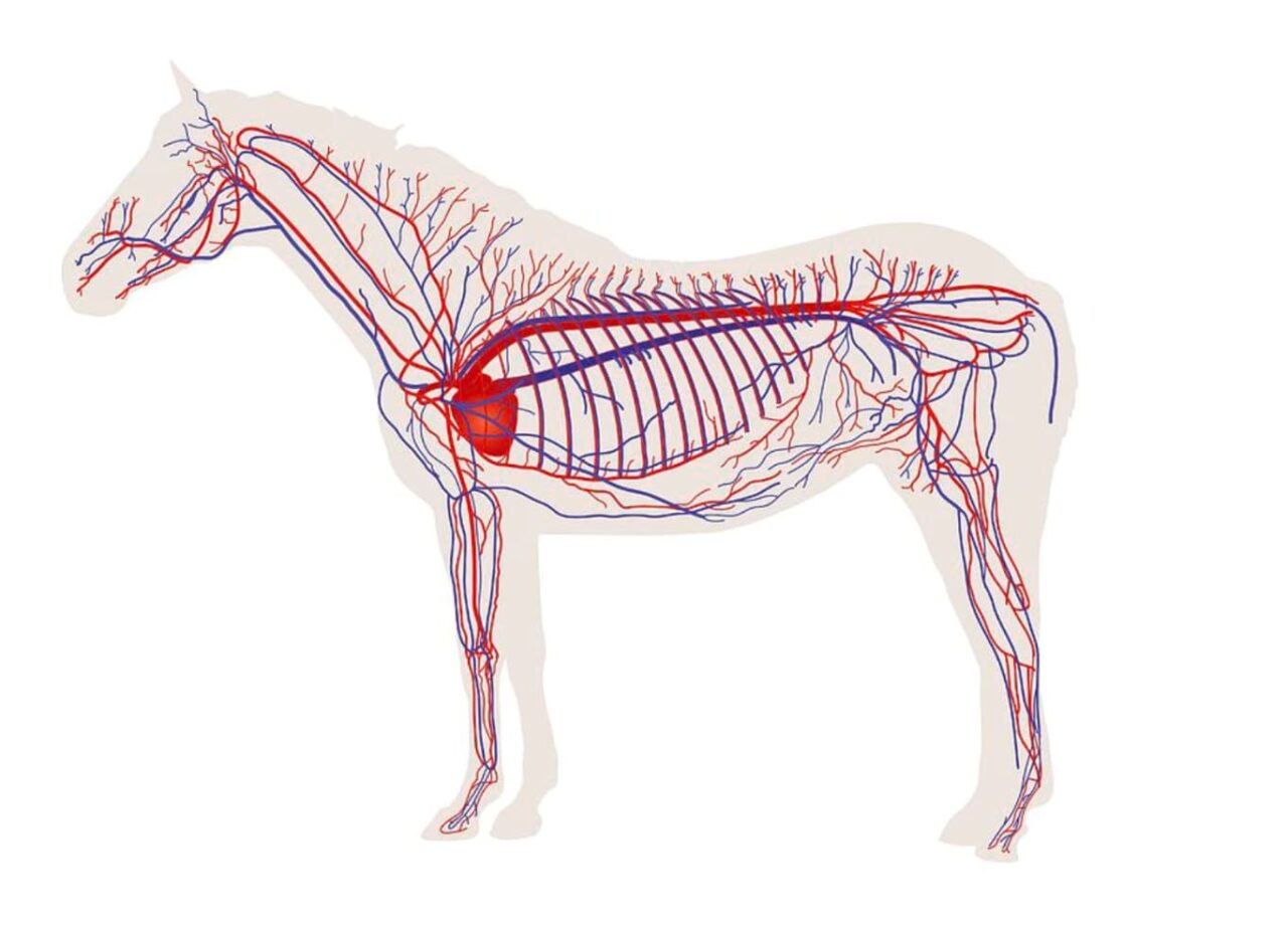 Physiological systems: roles and functions in the racehorse's