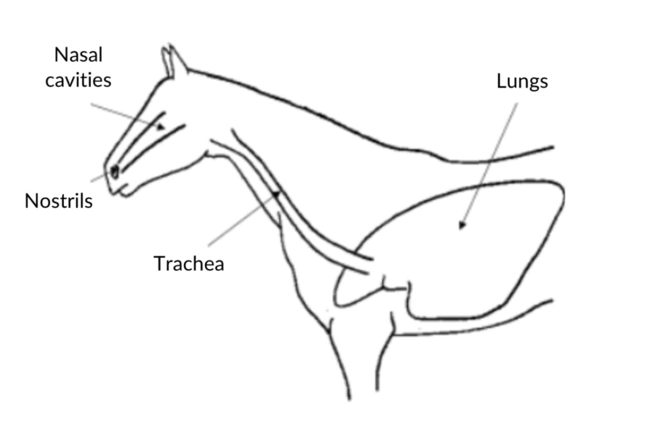 Physiological systems: roles and functions in the racehorse's