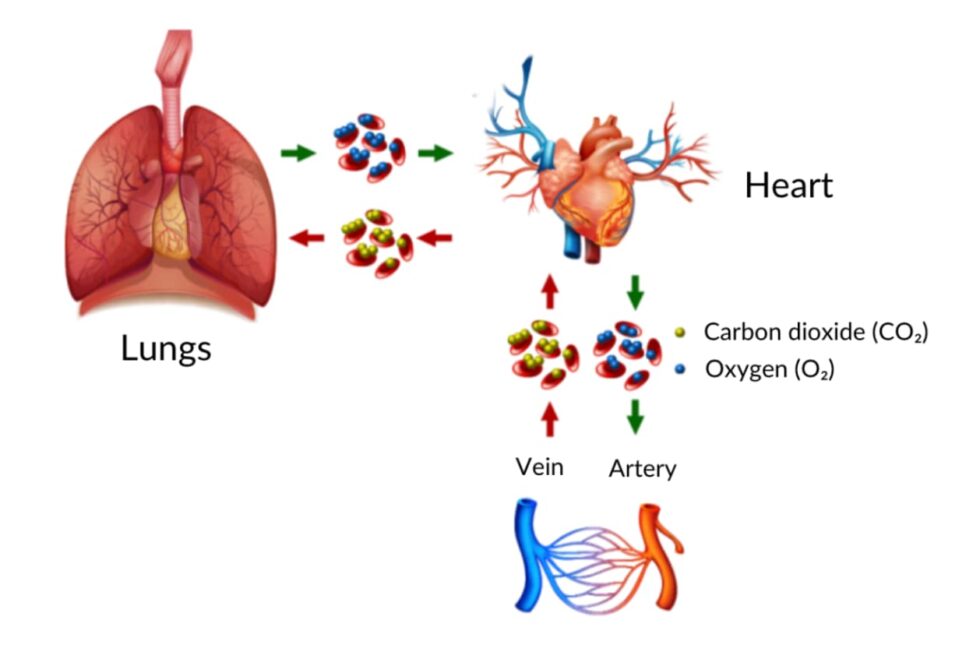 Physiological systems: roles and functions in the racehorse's