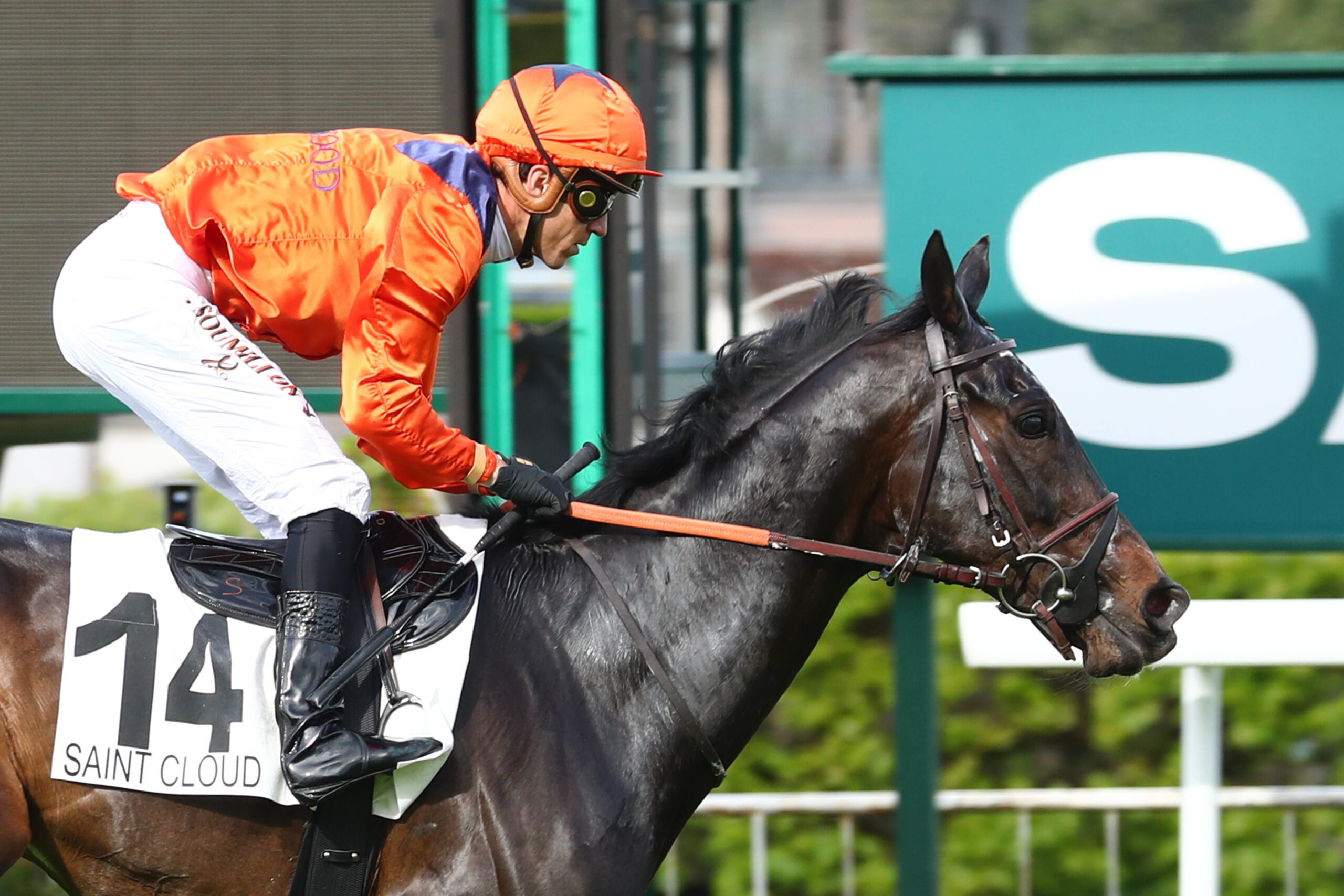 Fitness markers: what should you look for in a racehorse?