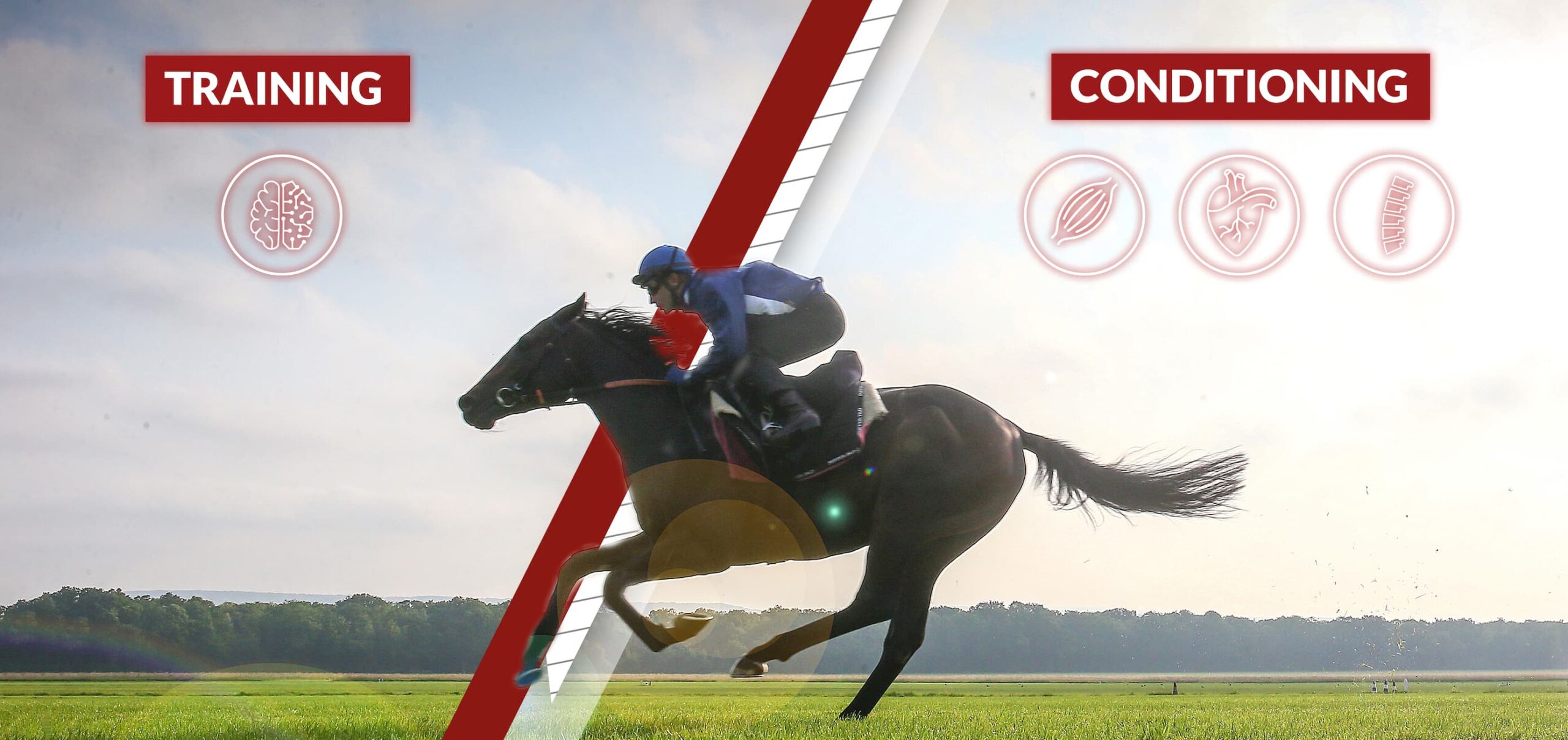 Conditioning vs training: what are the differences in horses?