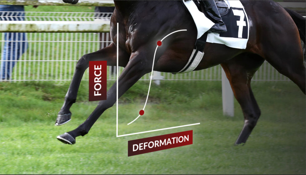 Conditioning of the athletic horse