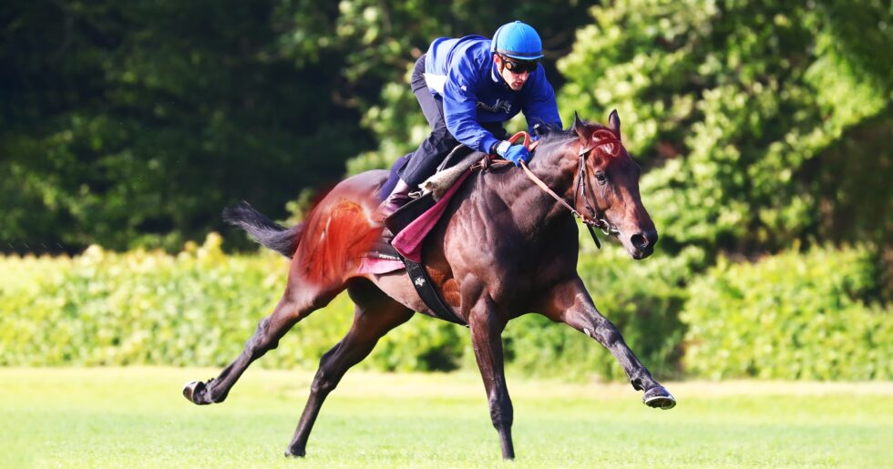 Muscle memory in the athletic horse